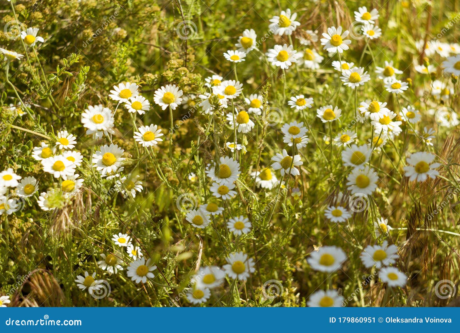 Picture of Beautiful Daisies Field at Daylight Stock Image - Image of ...