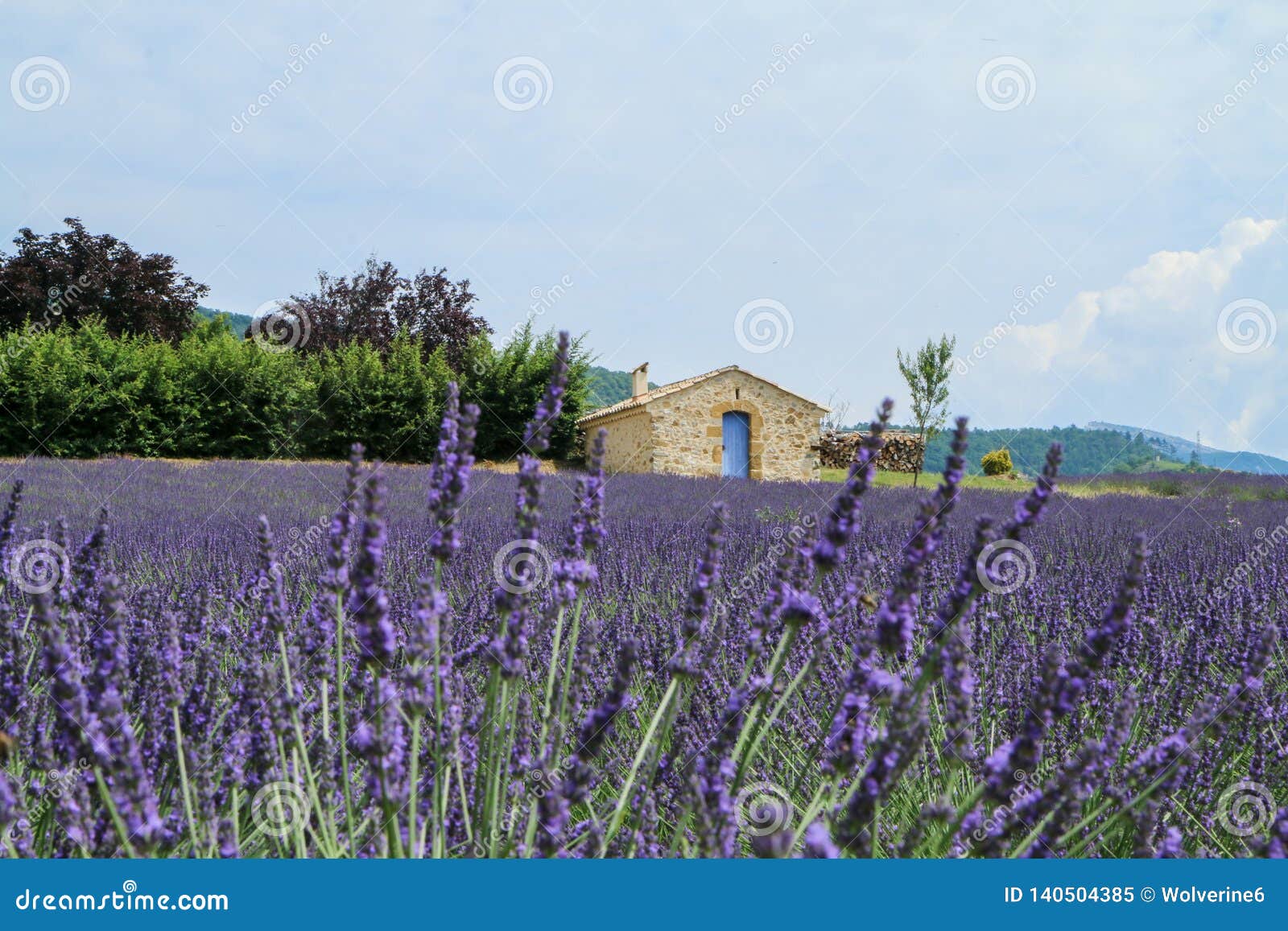 Beautiful Lavender Fields in Provance during the Summer Stock Image ...