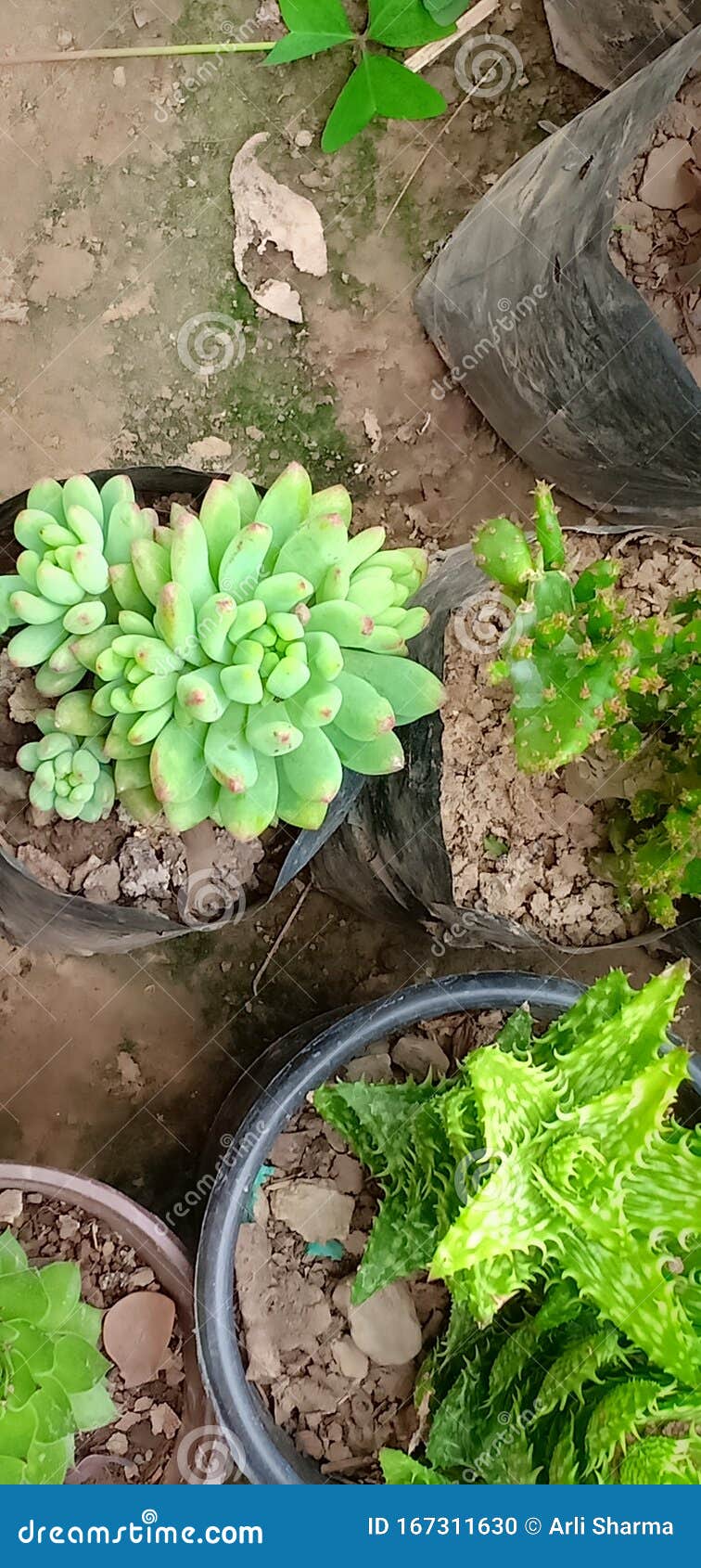 A Picture of the Beautiful Green Plants. Stock Photo - Image of ...