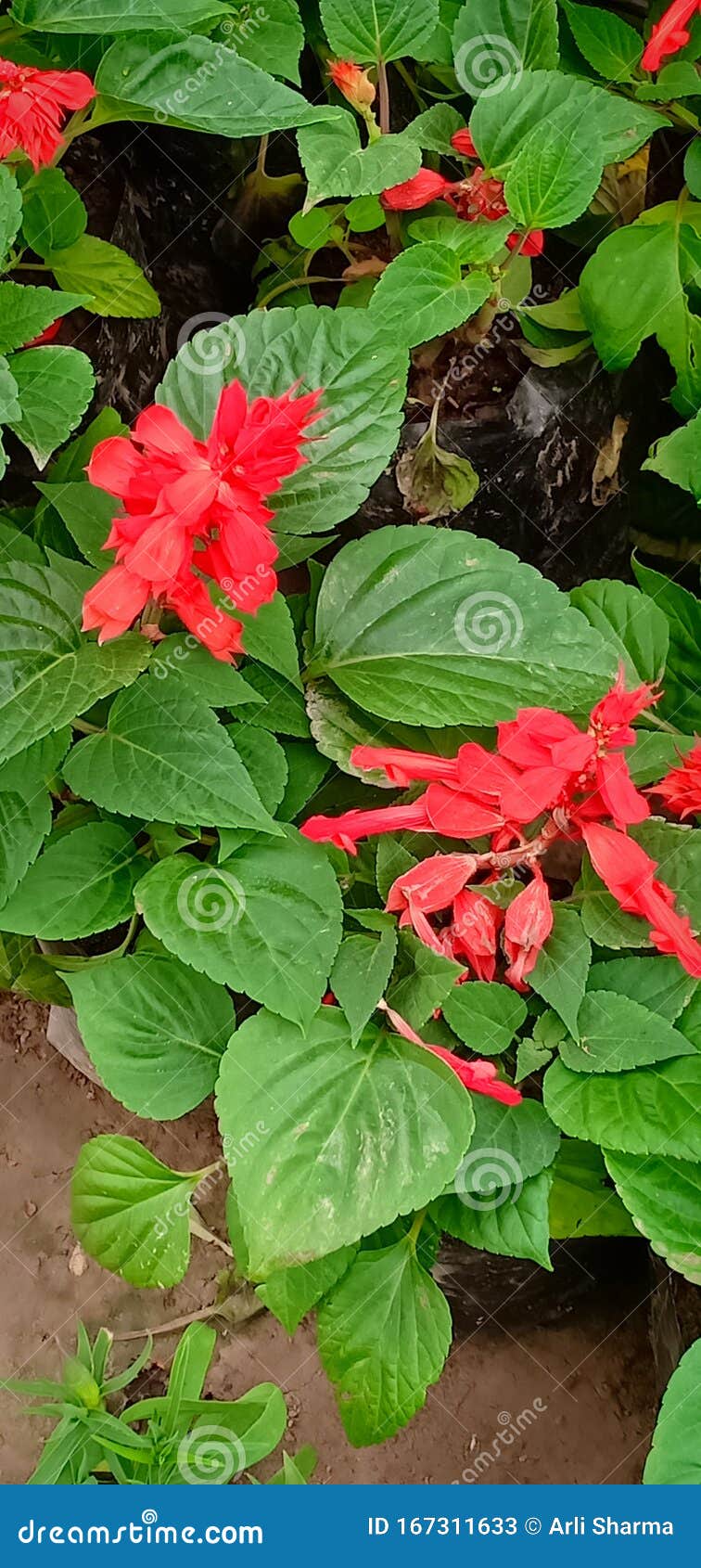 A Picture of the Beautiful Indian Flowers. Stock Image - Image of ...