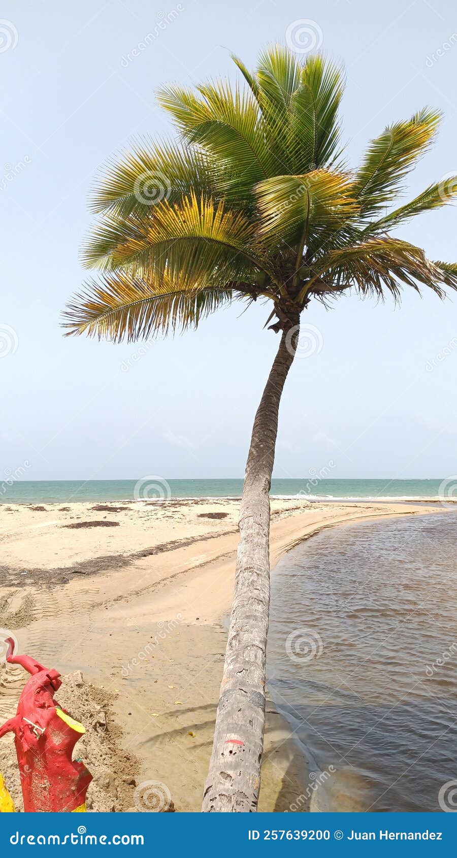 Picture of a Beautiful Lone Palm Tree Next To a Stream Next To the ...