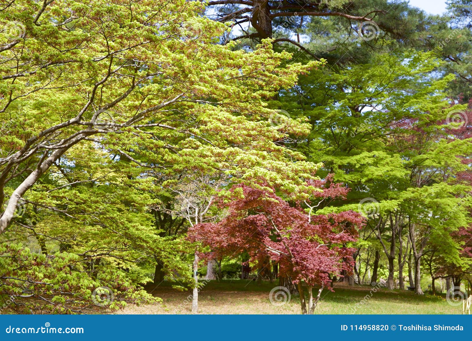 Fresh Green of Maple Leaves in Spring Stock Photo - Image of season ...