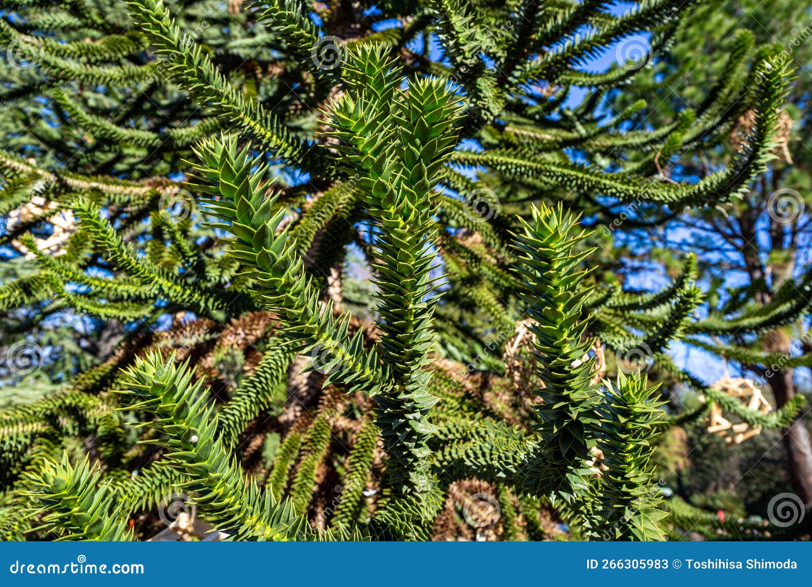 Beautifully Shaped Beautiful Monkey Puzzle Tree. Stock Image - Image of ...