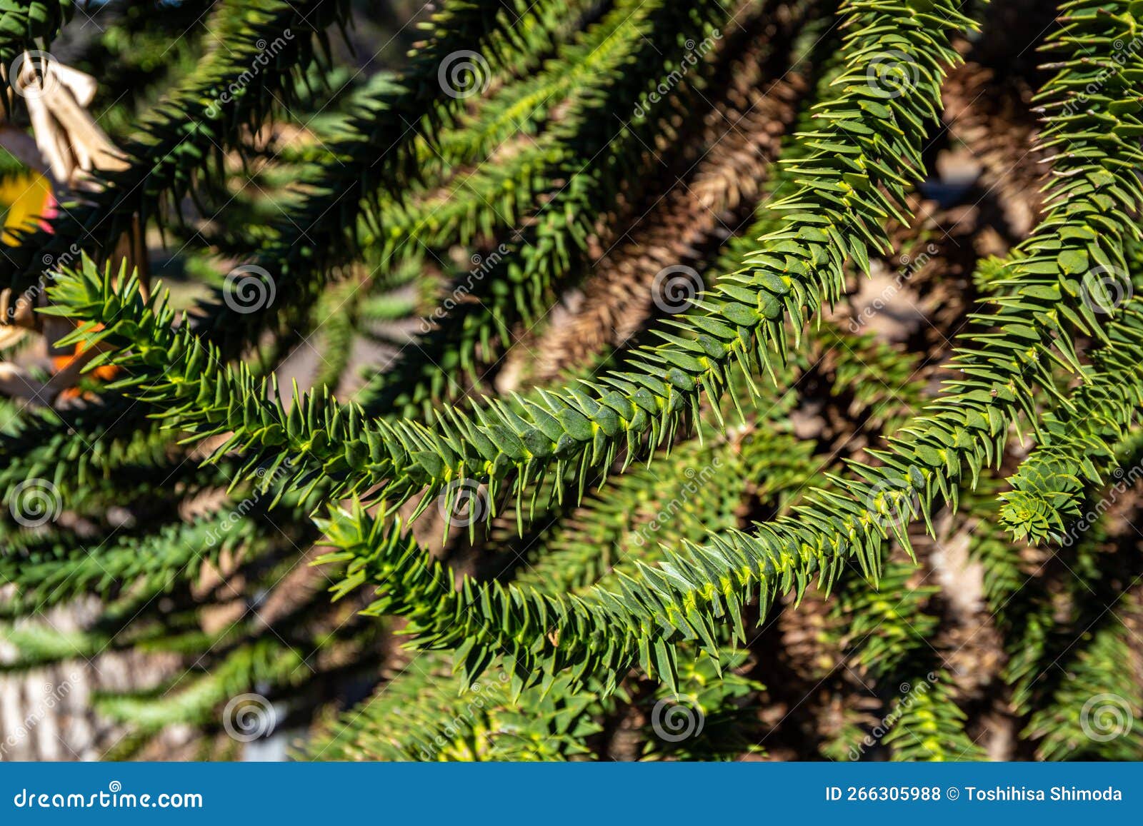 Beautifully Shaped Beautiful Monkey Puzzle Tree. Stock Photo - Image of ...