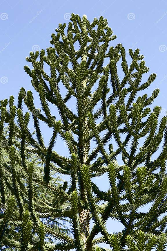 Monkey puzzle tree stock photo. Image of ireland, nature - 103232648
