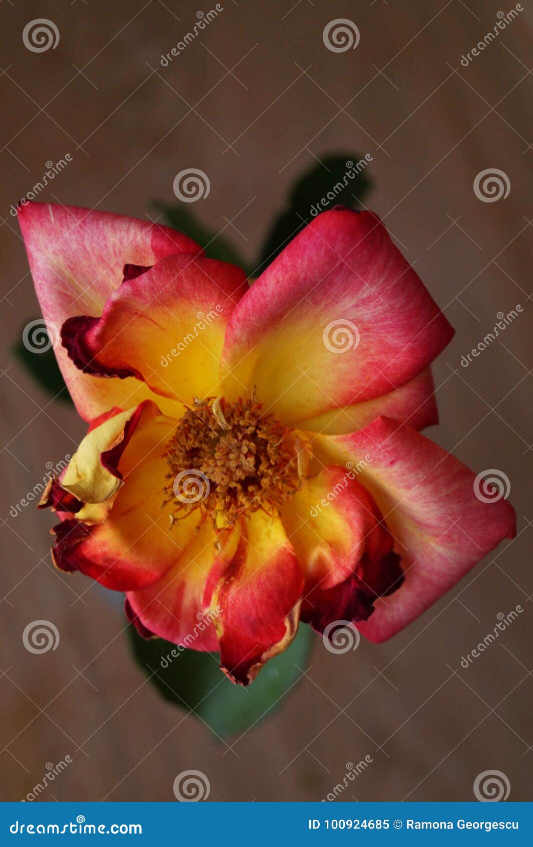 Beautiful rosy rose stock image. Image of yellow, petals - 100924685