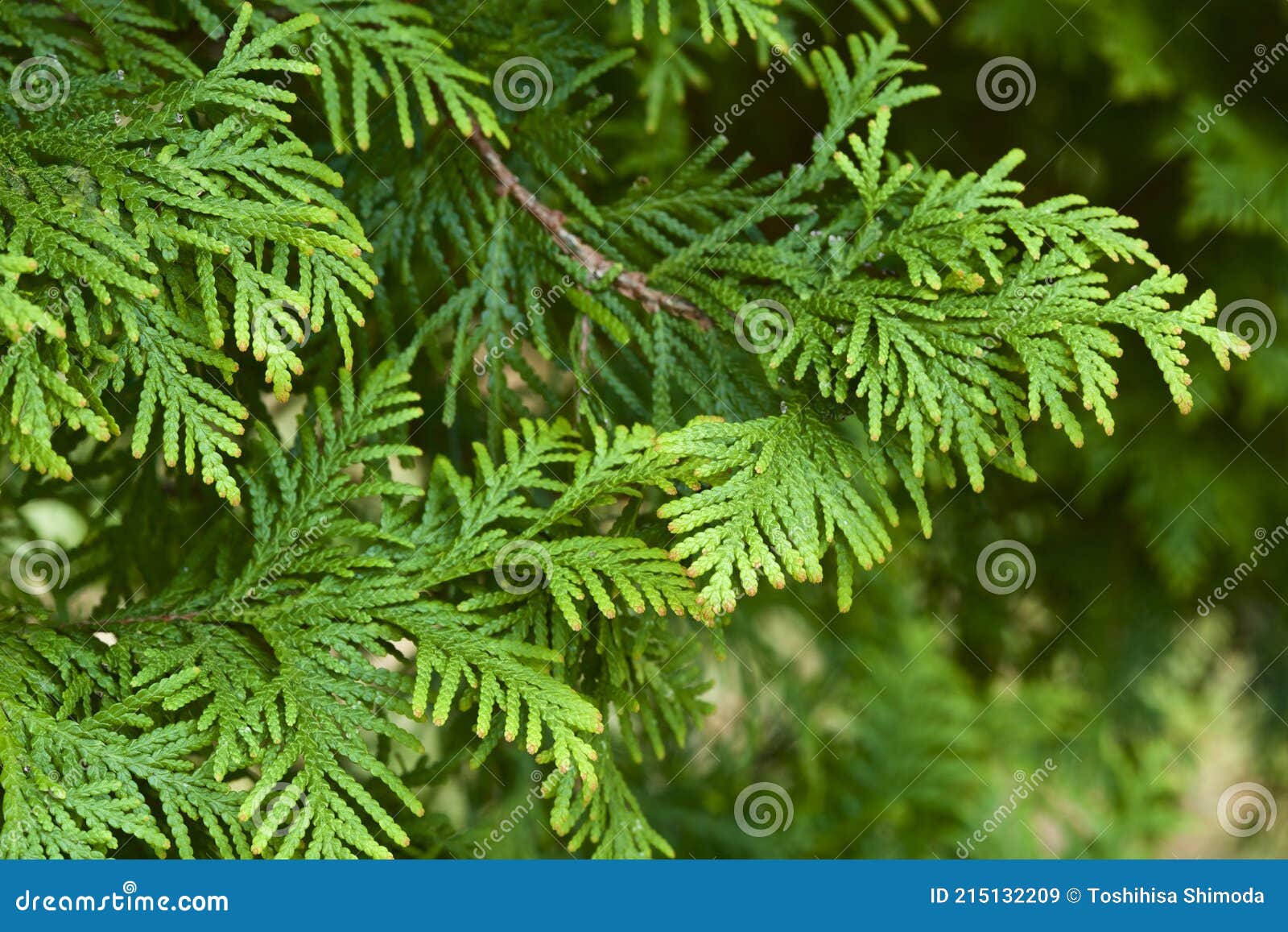 Beautiful Japanese Cypress Leaf in the Forest. Stock Image - Image of ...