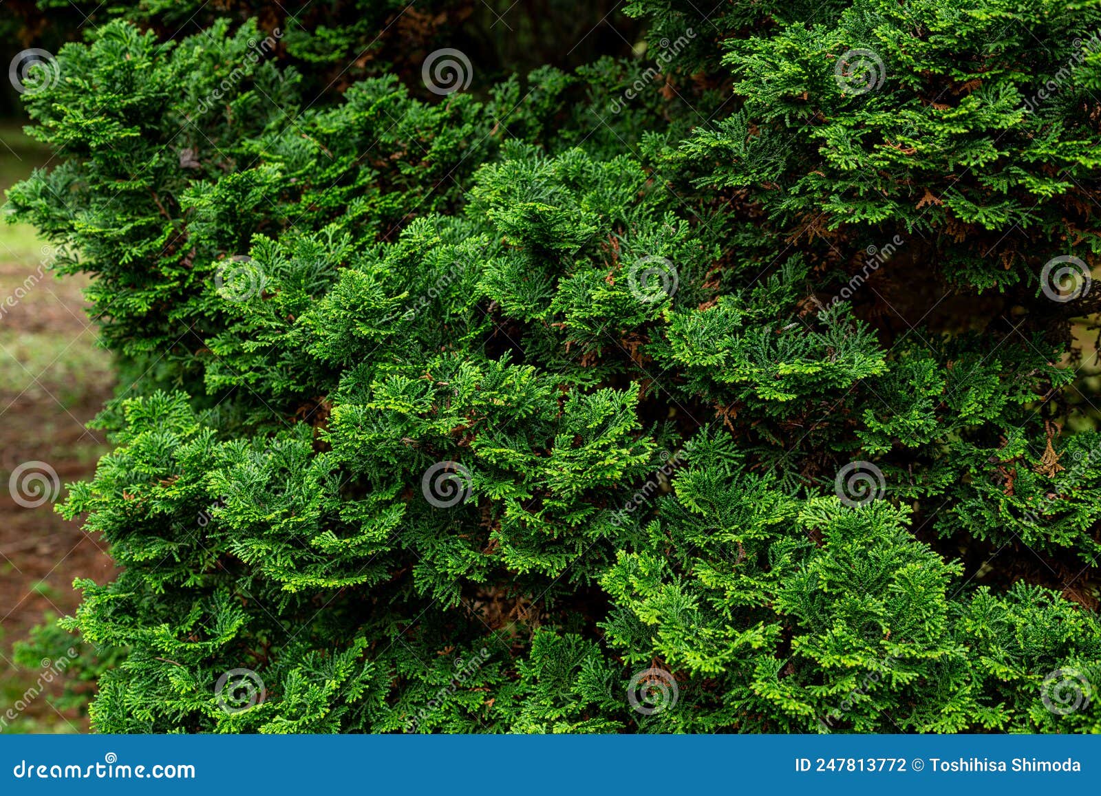 Japanese Cypress Hinoki Cypress Royalty-Free Stock Photography ...