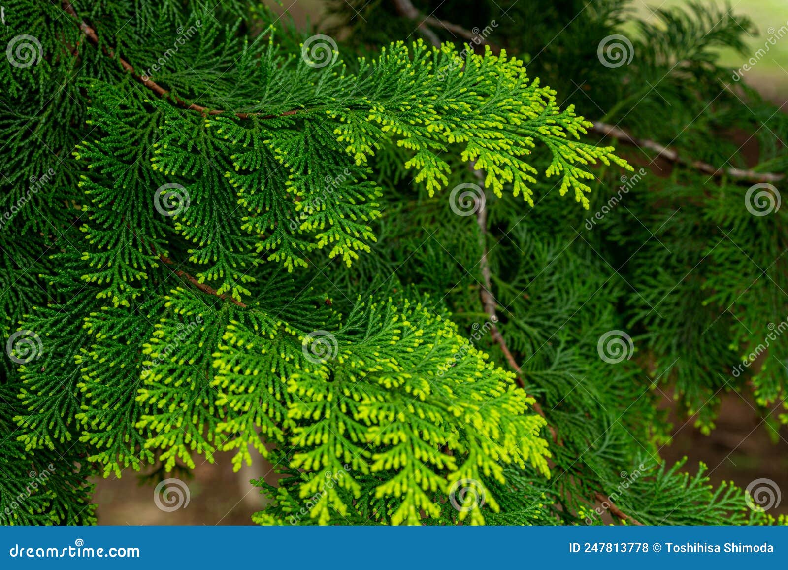 Beautiful Japanese Cypress Leaf in the Forest. Stock Photo - Image of ...
