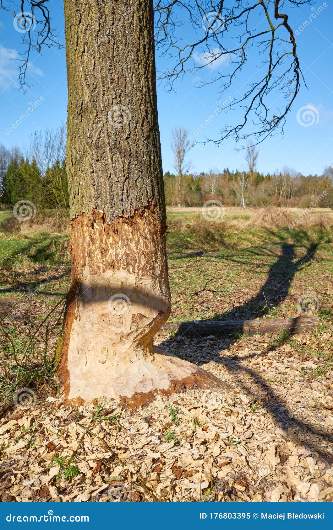 Picture of a Beaver Gnawed Tree Stock Image - Image of forest, natural ...