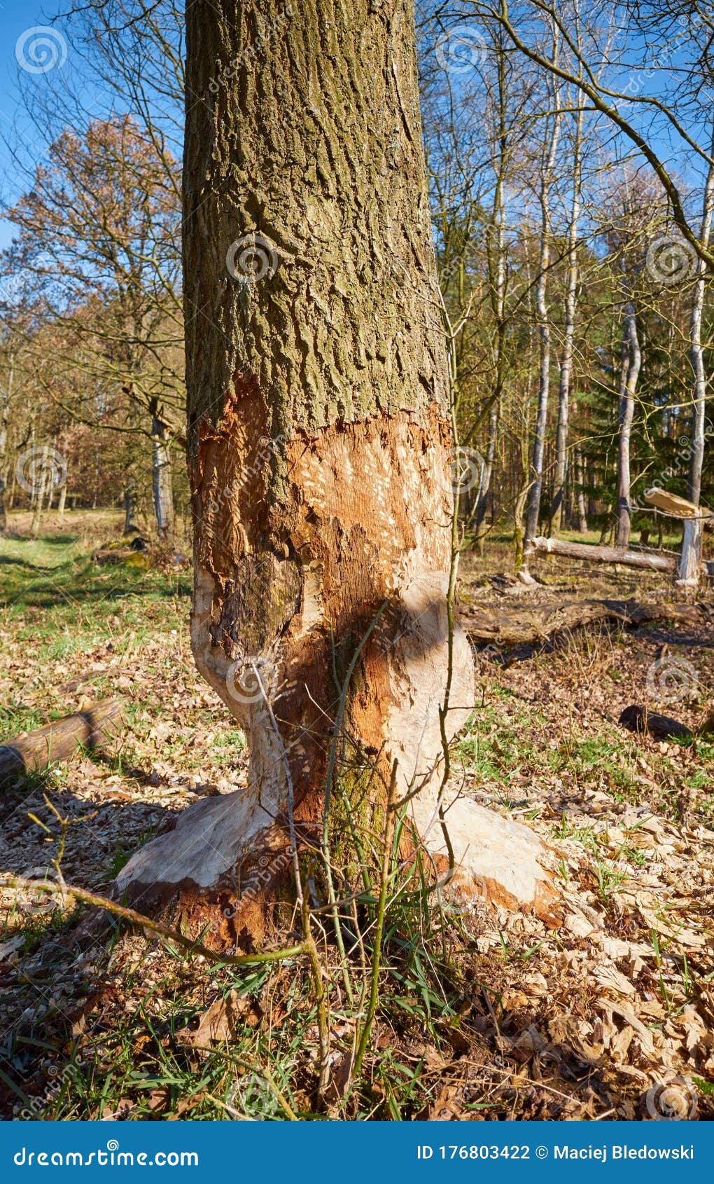 Picture of a Beaver Gnawed Tree Stock Photo - Image of woods, nature ...