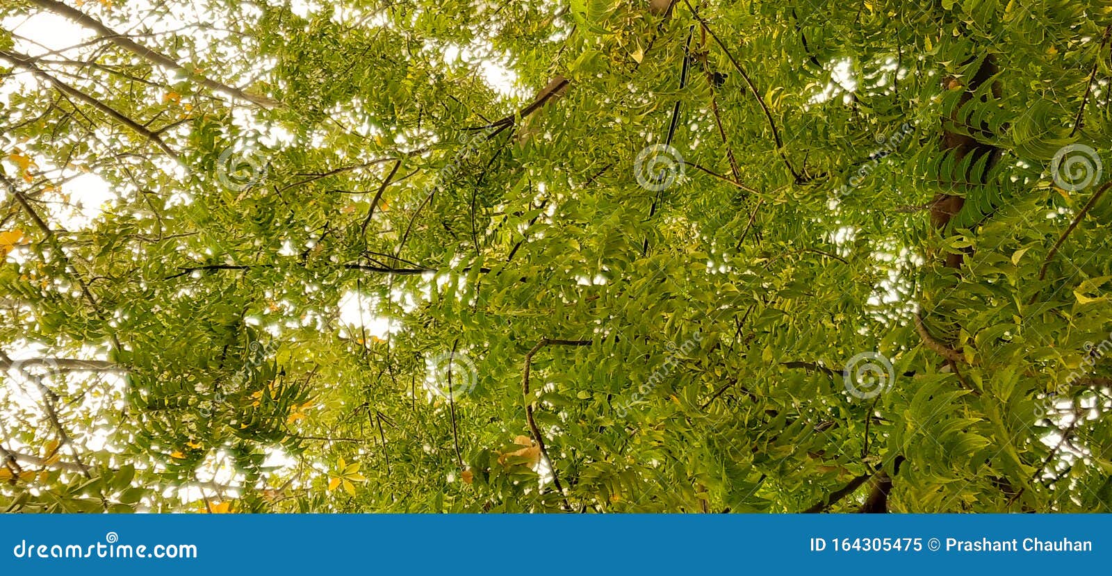 A picture of bee tree , stock image. Image of botany - 164305475