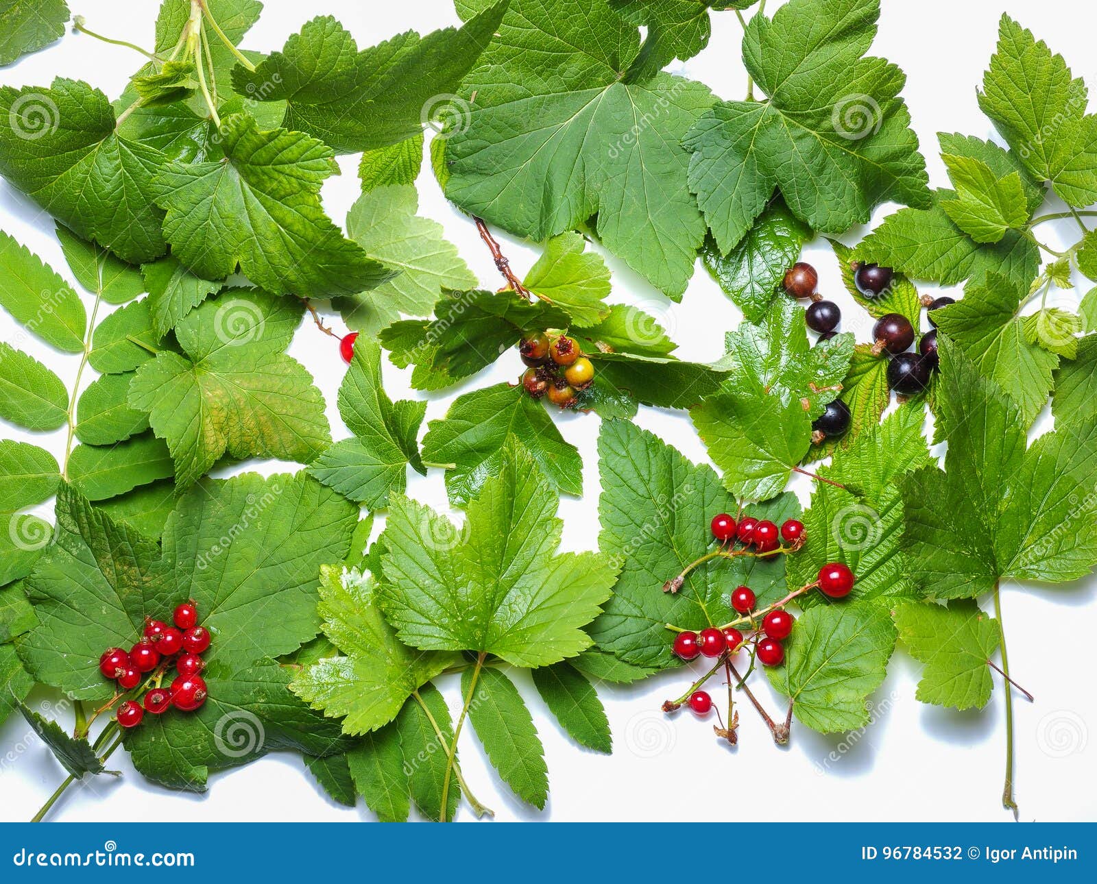 Picture of Berries and Leaves on a White Background Stock Photo - Image ...