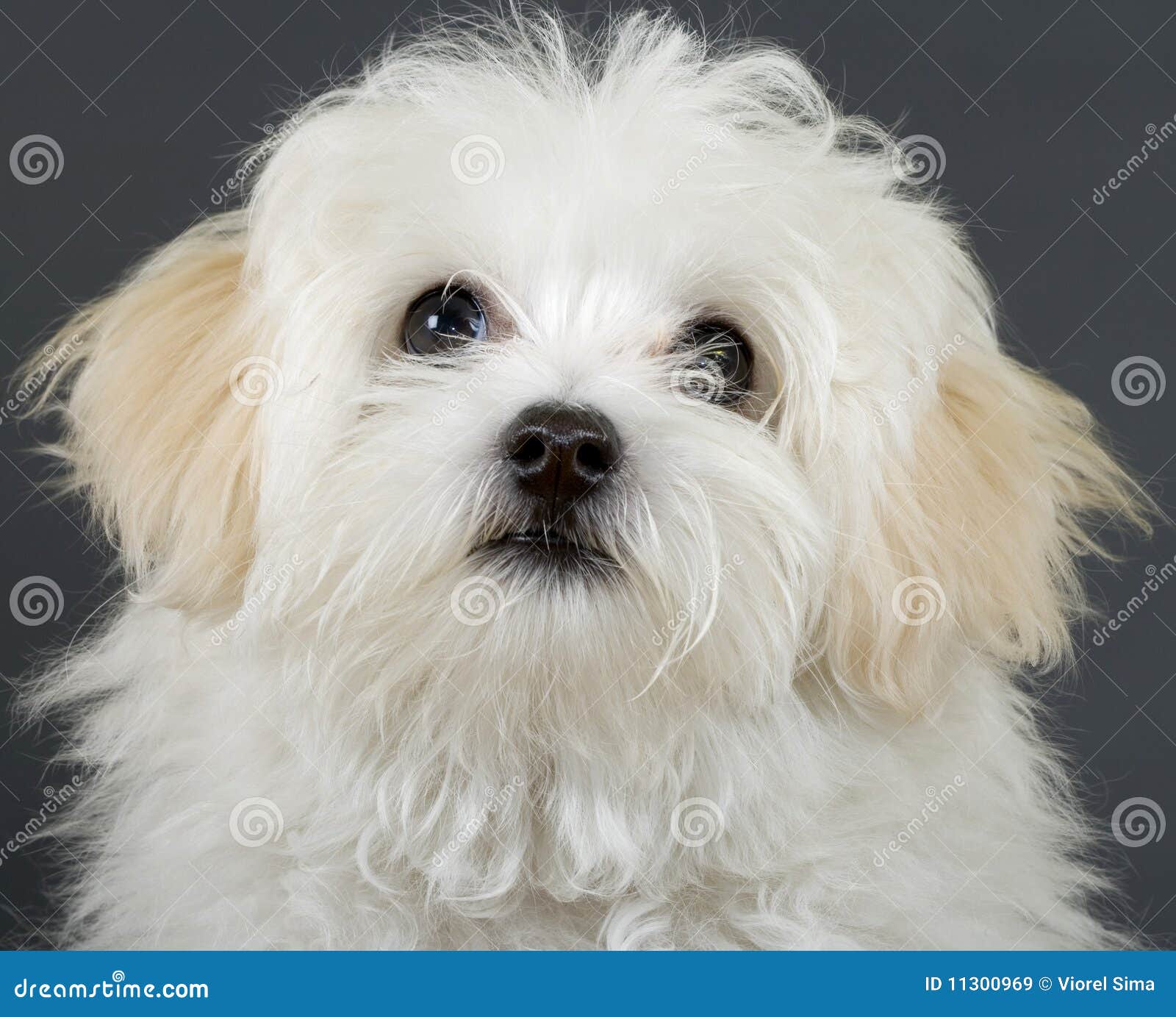 Picture of a bichon puppy stock image. Image of grey - 11300969
