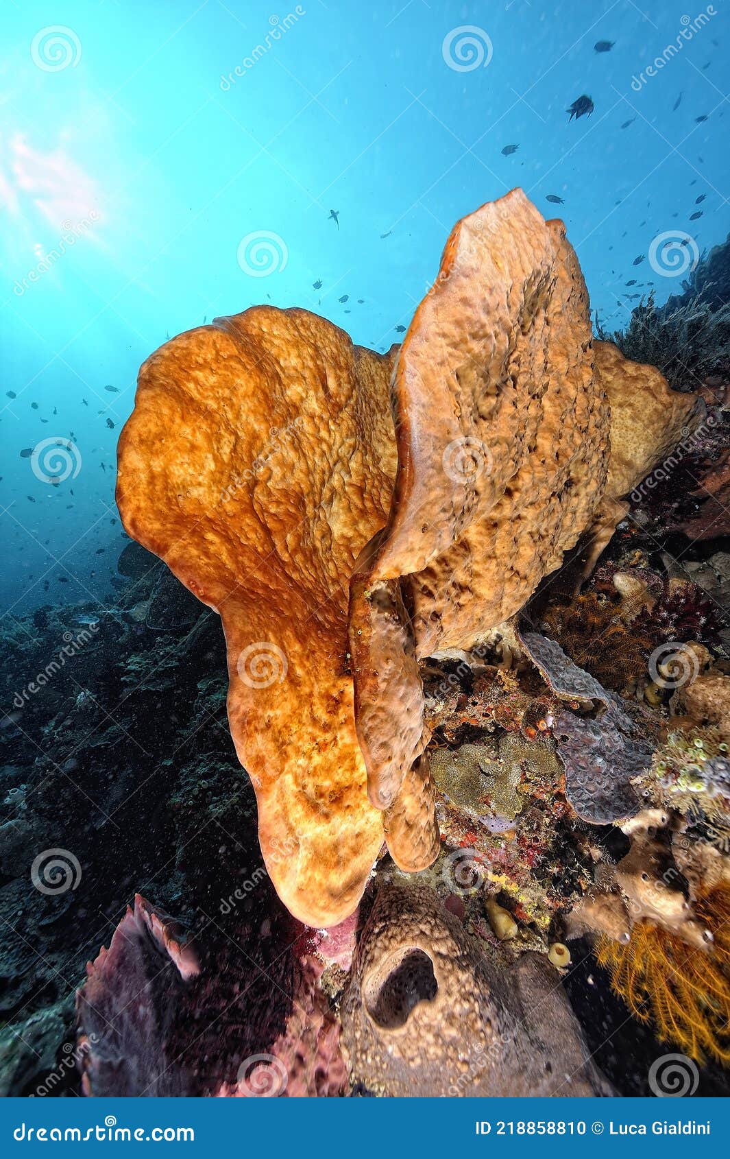 A picture of a big sponge stock photo. Image of beautiful - 218858810