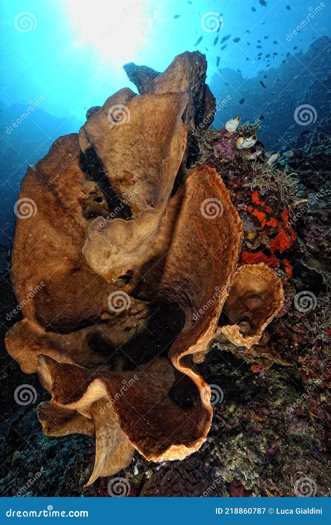 A picture of a big sponge stock image. Image of beauty - 218860787