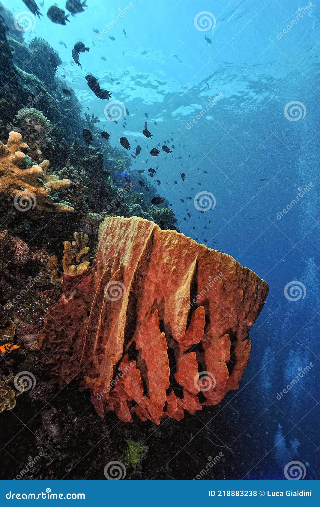 A picture of a big sponge stock photo. Image of dive - 218883238