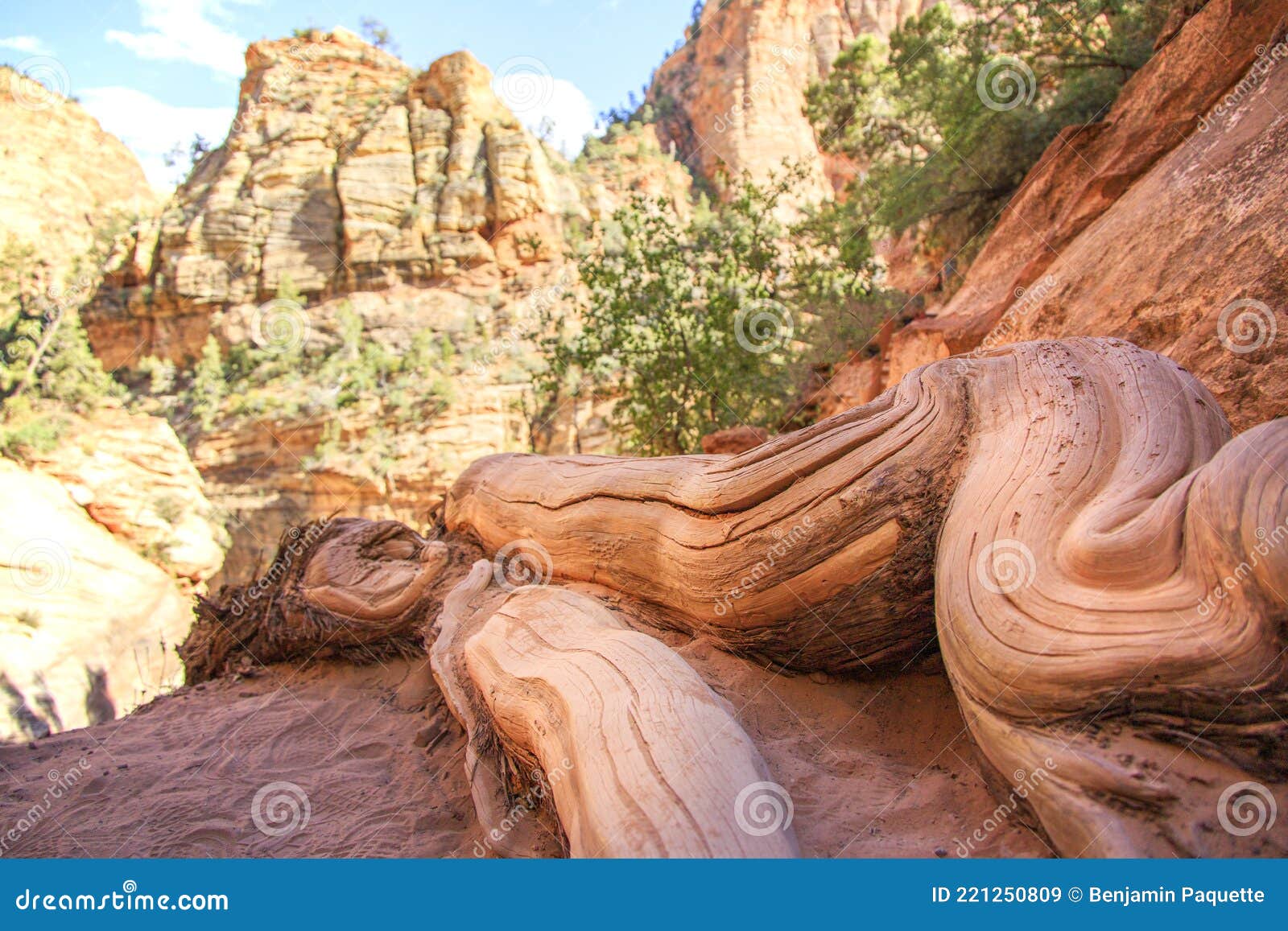 Big Tree Root in Front of a Mountain Desert Setting Stock Image - Image ...