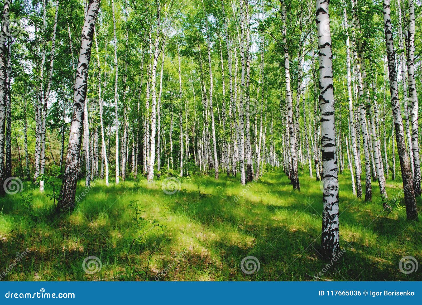 A Picture of a Birch Grove Illuminated by the Rays of the Spring Sun ...