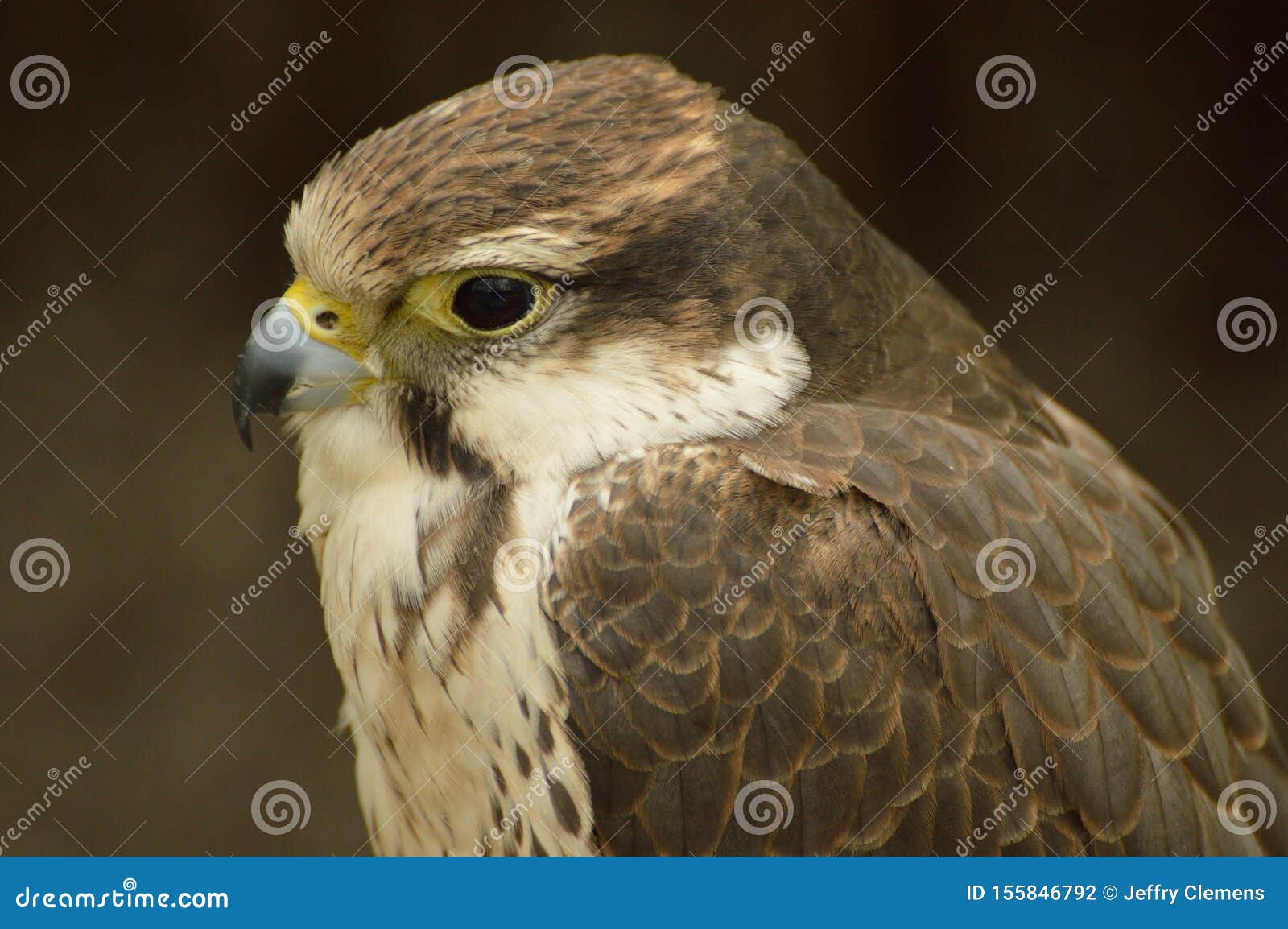 Picture of a Bird of Prey, Falcon Stock Photo - Image of bird, brown ...