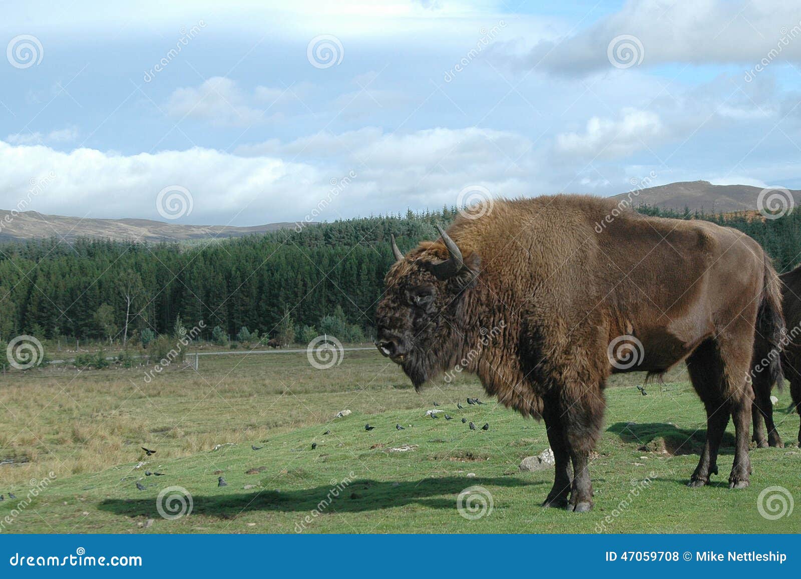 A Picture of a Bison in a Scottish Safari Park, Stock Photo - Image of ...
