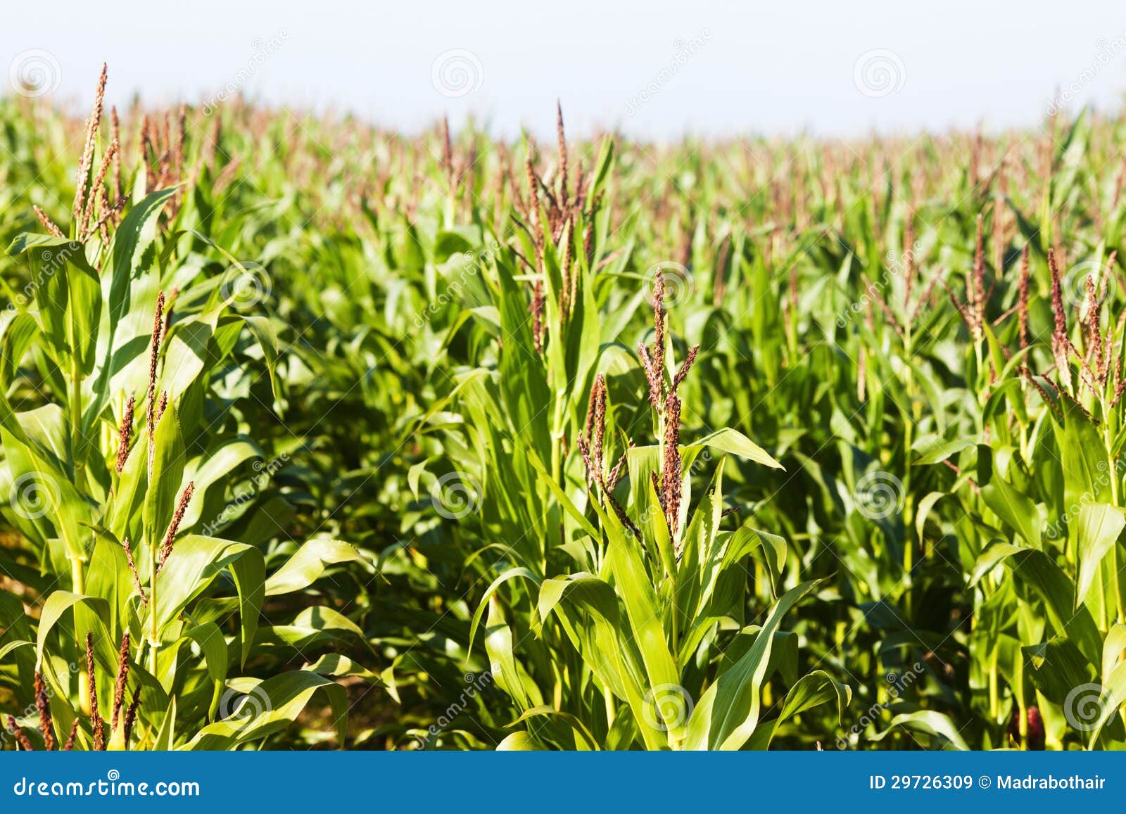 Blooming corn field stock image. Image of grow, farmland - 29726309