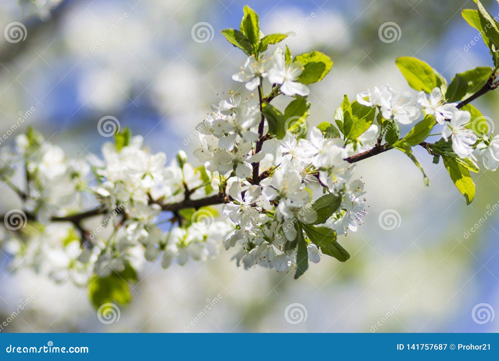 Picture of Blooming Plum stock image. Image of branch - 141757687