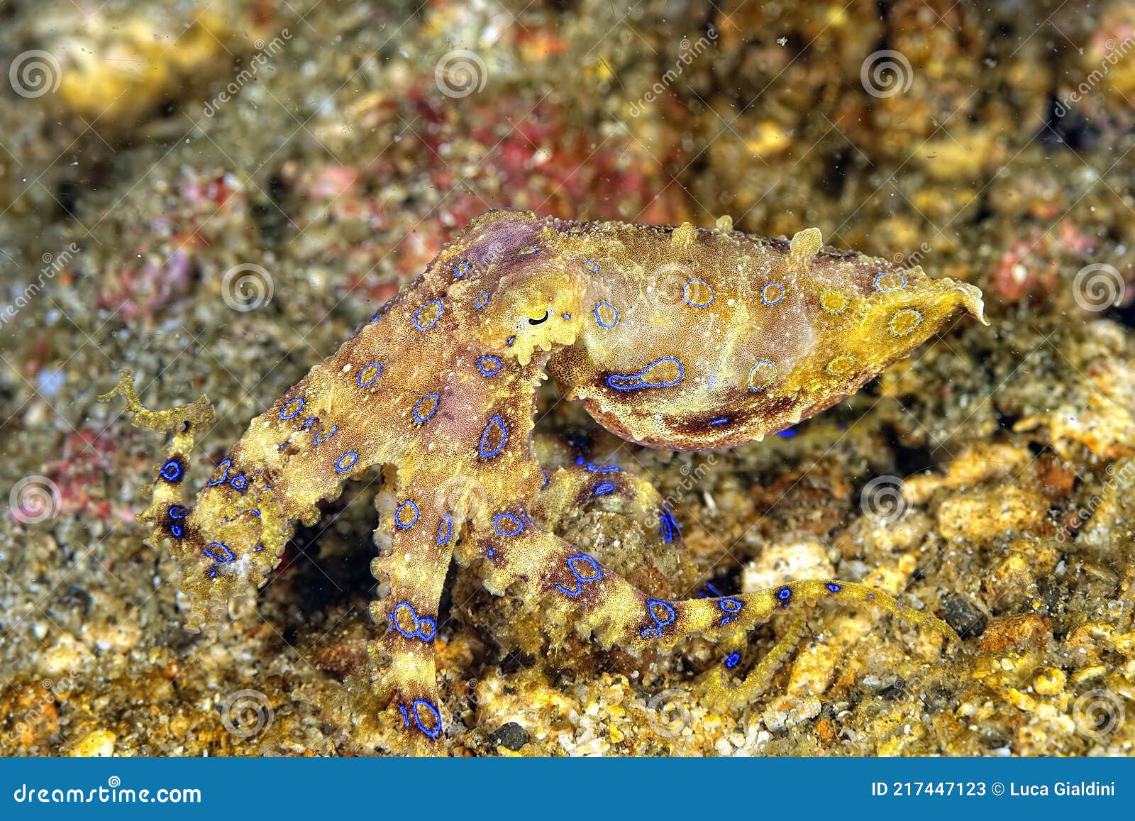 A Picture of a Blue Ring Octopus Stock Image - Image of australia ...