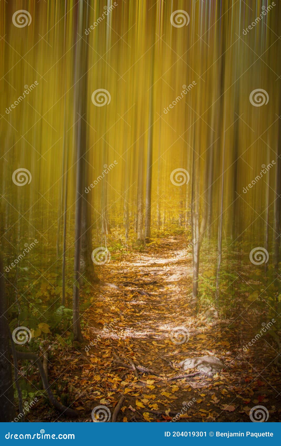 Blurry Trees Surrounding a Path in the Woods Stock Image - Image of ...