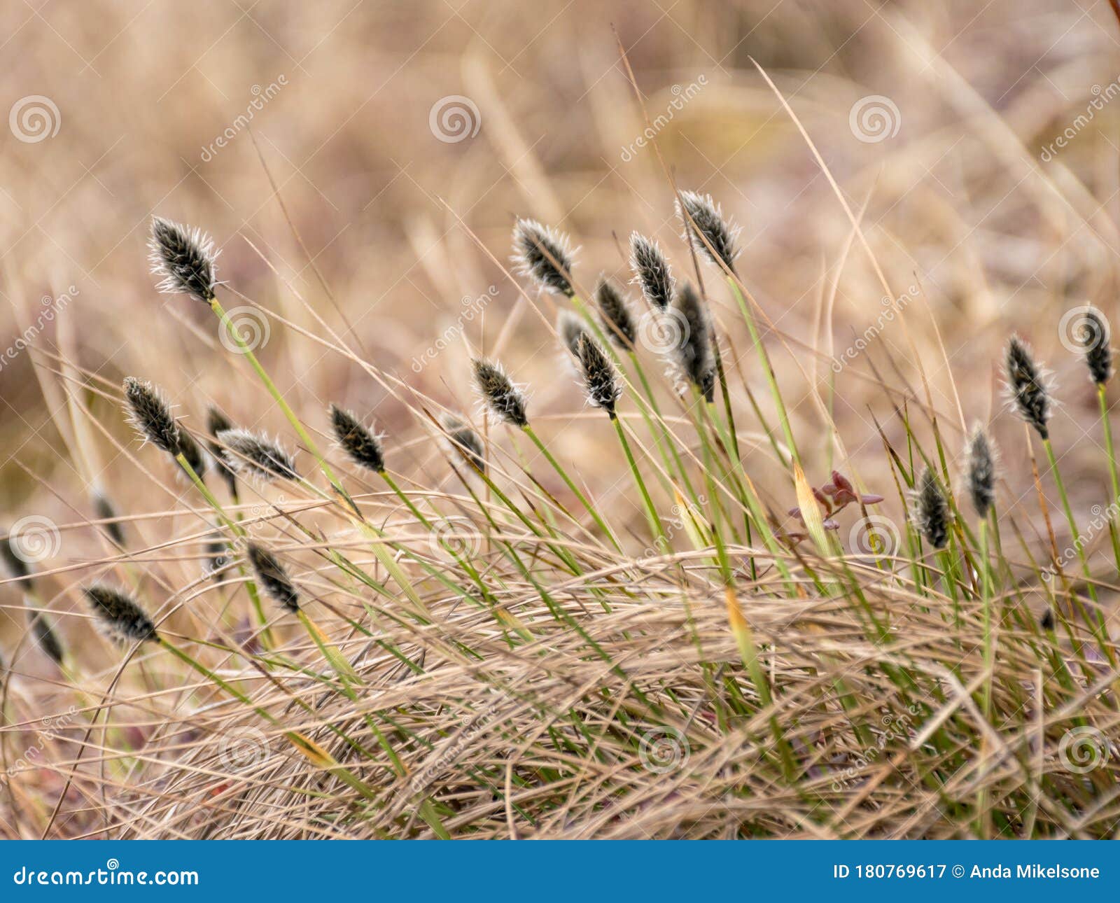 Picture with Bog Texture, Fragments of Bog Plants Stock Image - Image ...