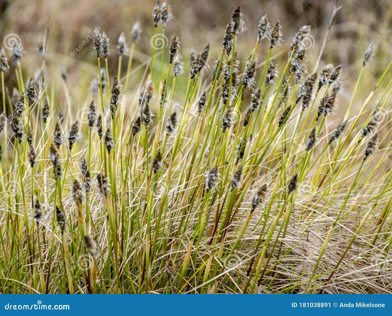 Picture with Bog Texture, Fragments of Bog Plants Stock Image - Image ...