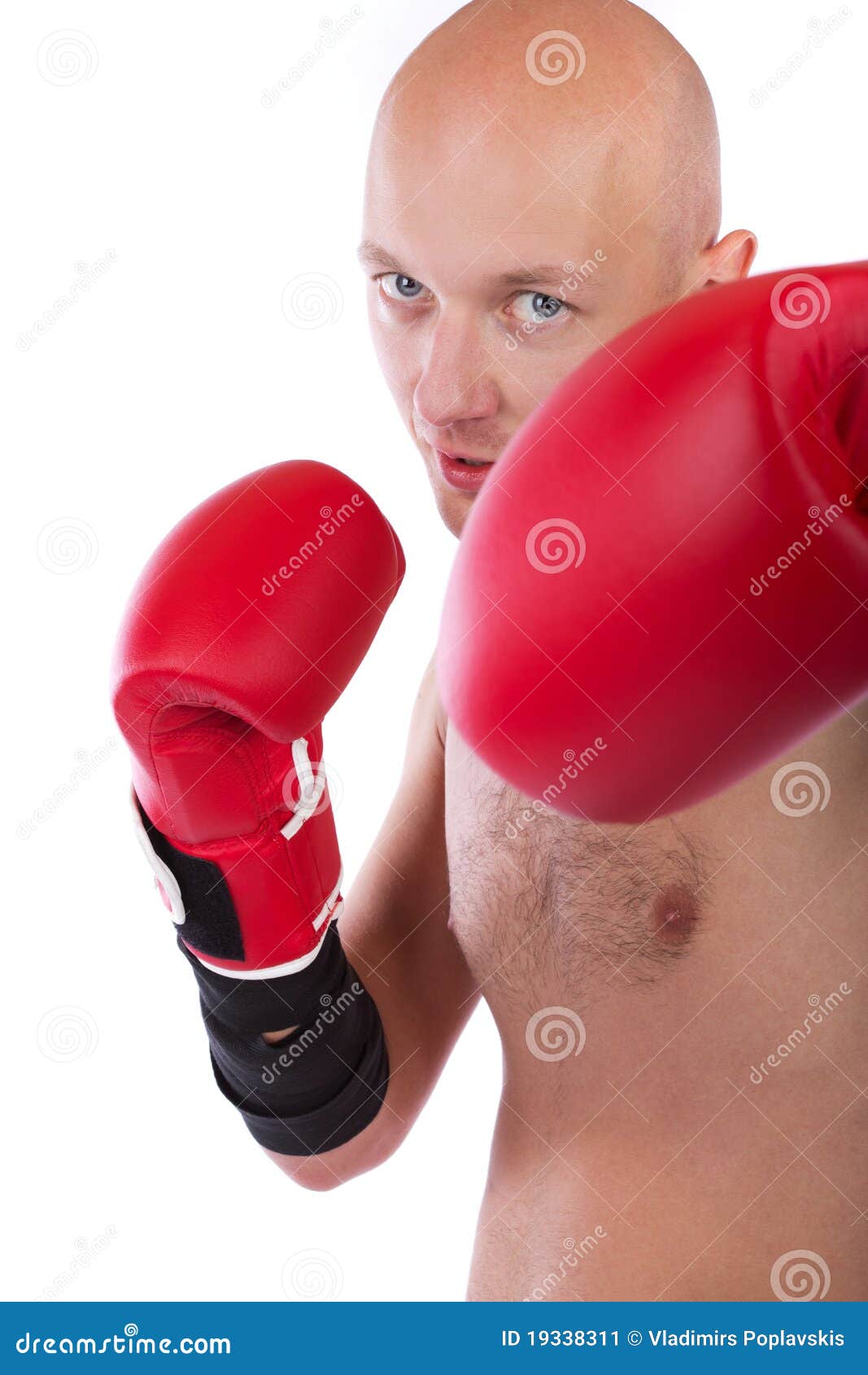 Picture of bold boxer stock image. Image of healthy, champion - 19338311