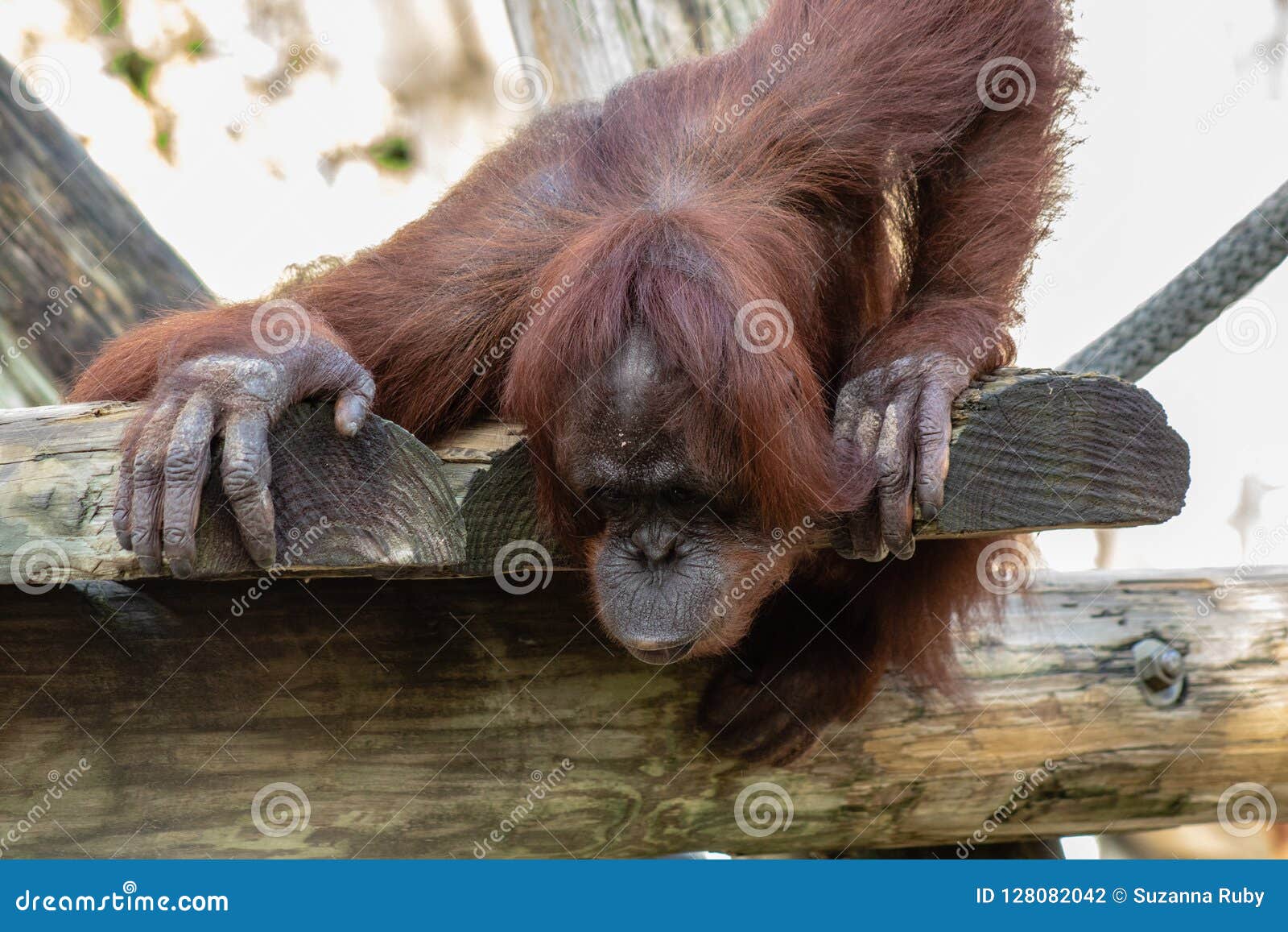 Bornean orangutan stock photo. Image of brown, bornean - 128082042