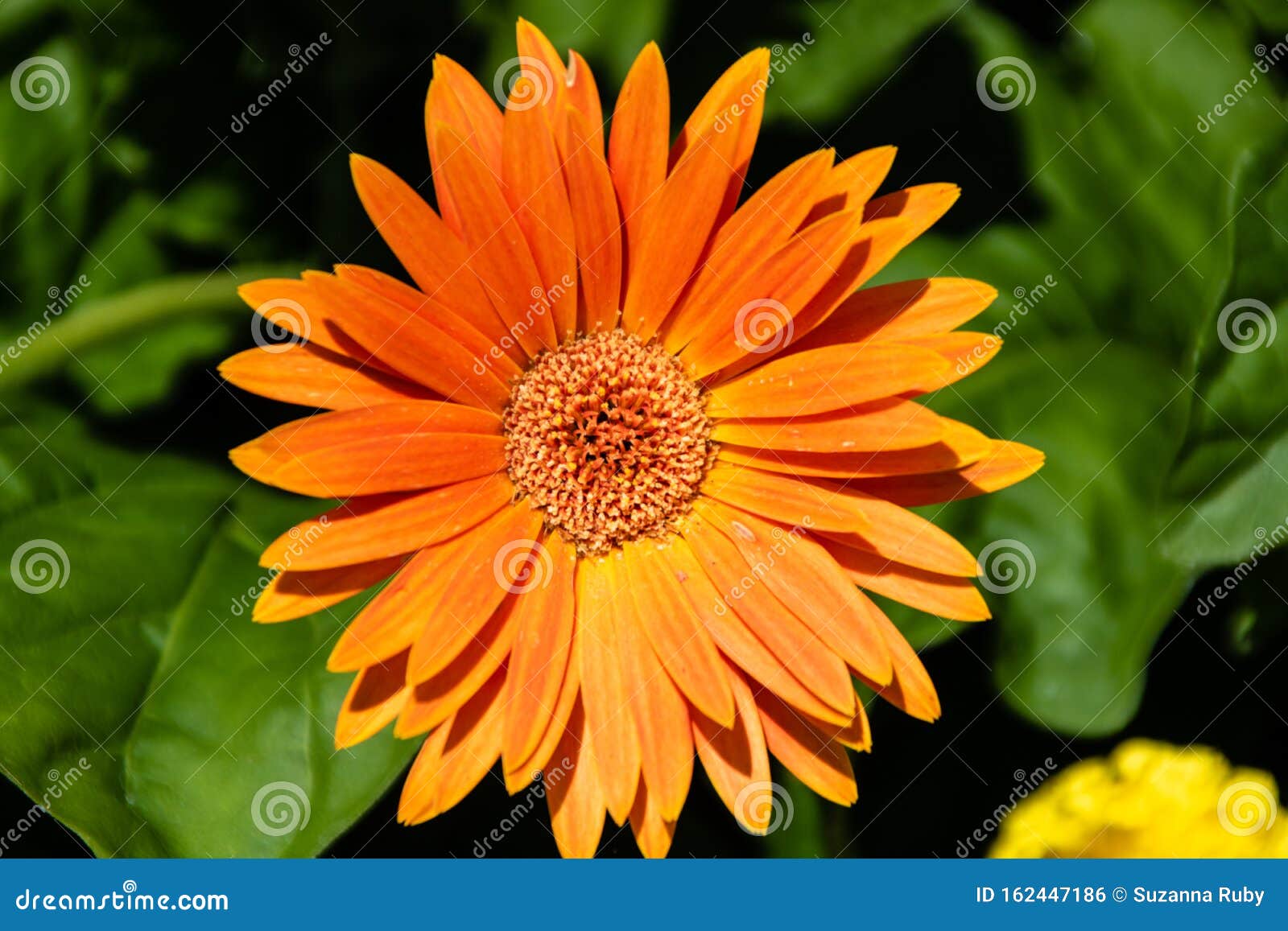 Bright daisy stock photo. Image of daisy, nature, petal - 162447186
