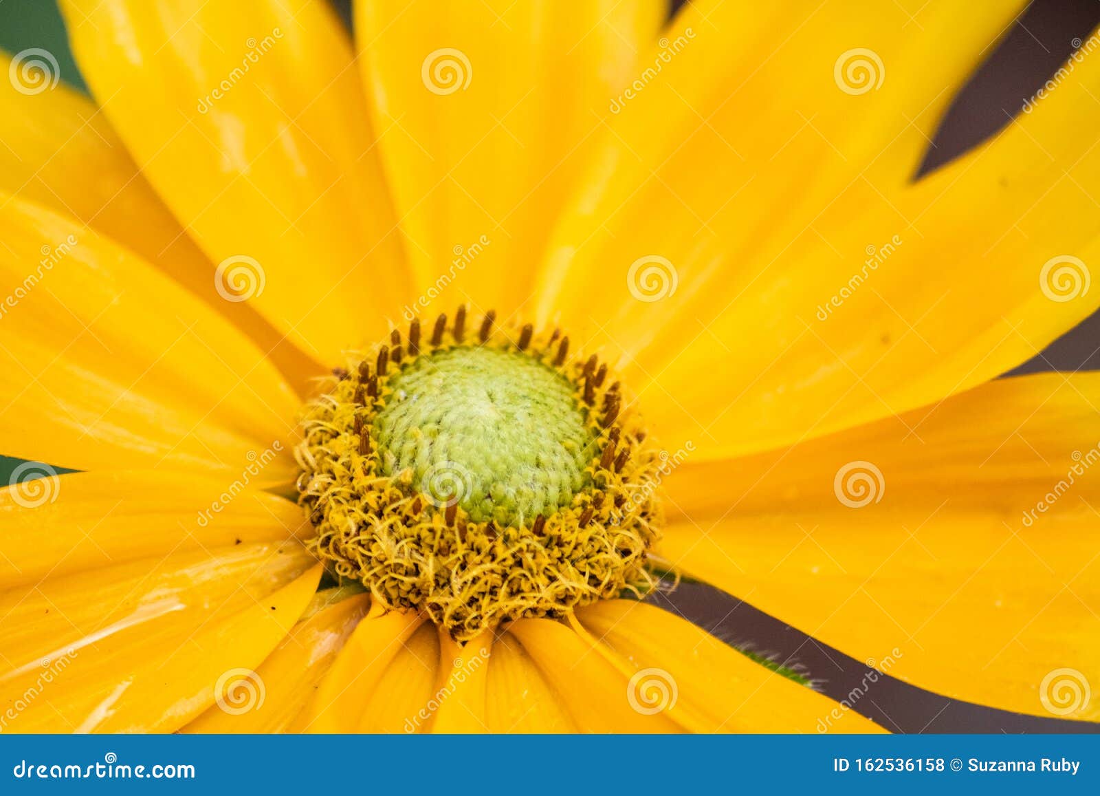 Bright daisy stock photo. Image of orange, daisy, beautiful - 162536158
