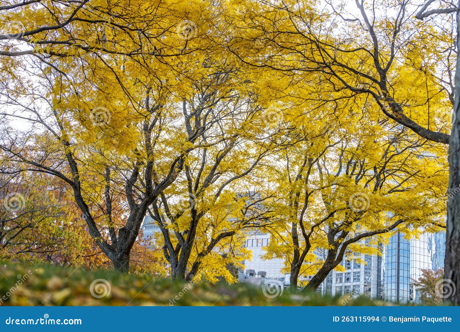 Bright Yellow Trees in a Park in the Fall Stock Photo - Image of color ...