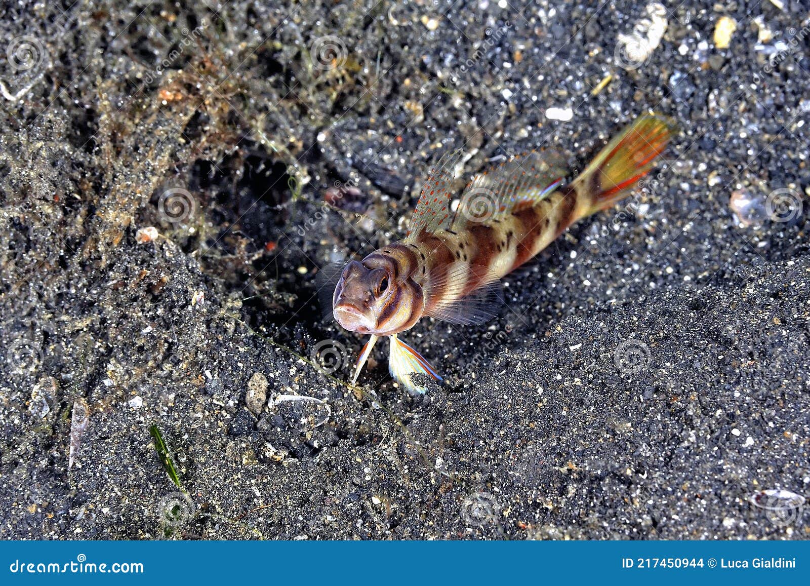 A Picture of a Broad Banded Shrimp Goby Stock Photo - Image of marin ...