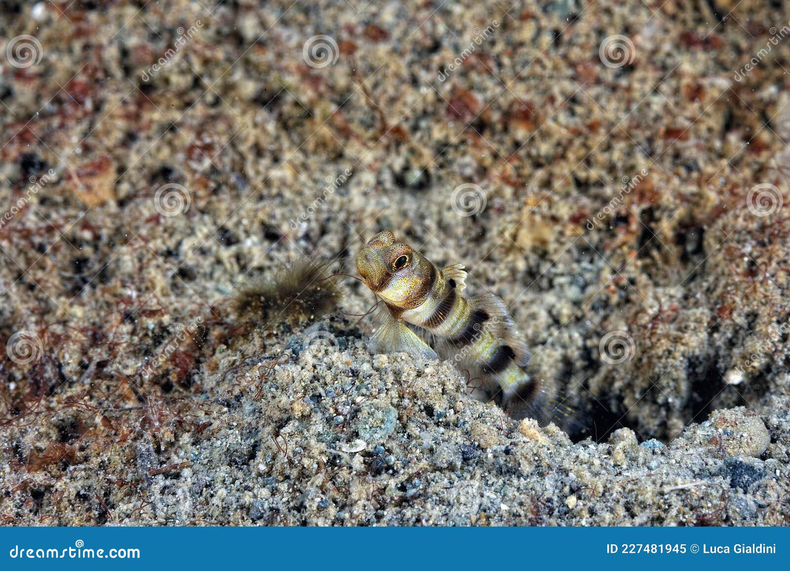 A Picture of a Broad Banded Shrimp Goby Stock Image - Image of earth ...