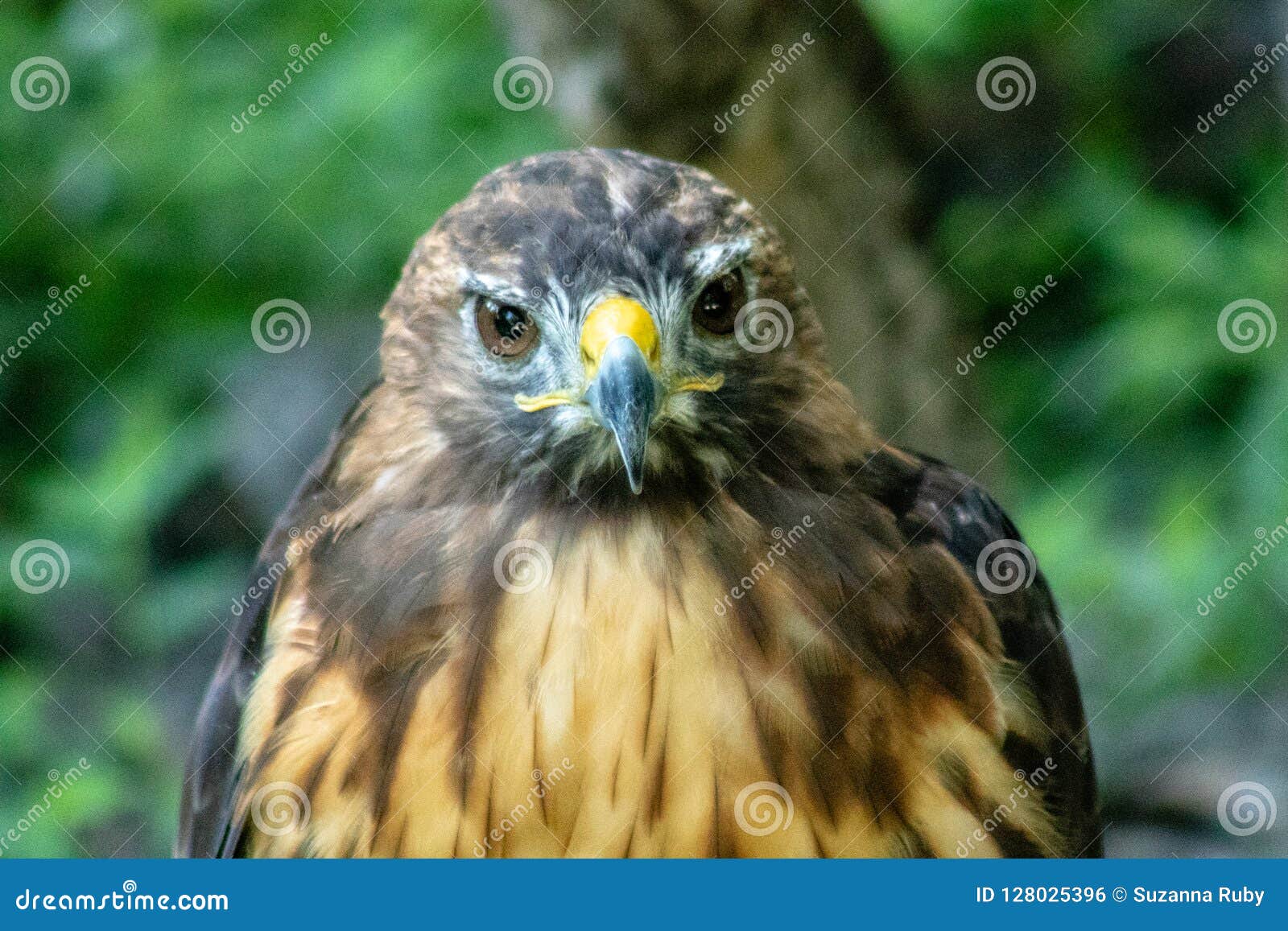 Brown hawk stock photo. Image of outdoors, feather, wing - 128025396