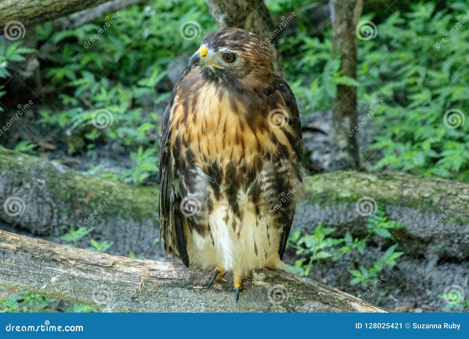 Brown hawk stock image. Image of ornithology, wild, avian - 128025421