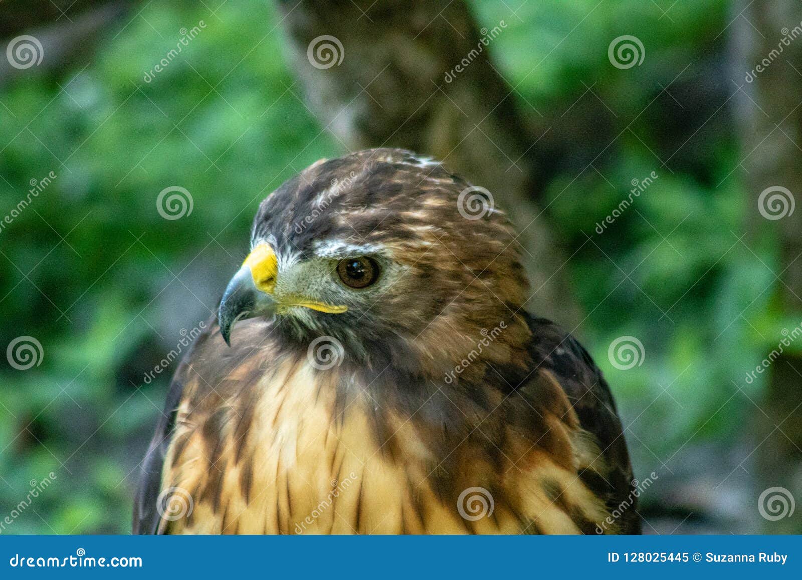 Brown hawk stock image. Image of raptor, outdoors, wild - 128025445