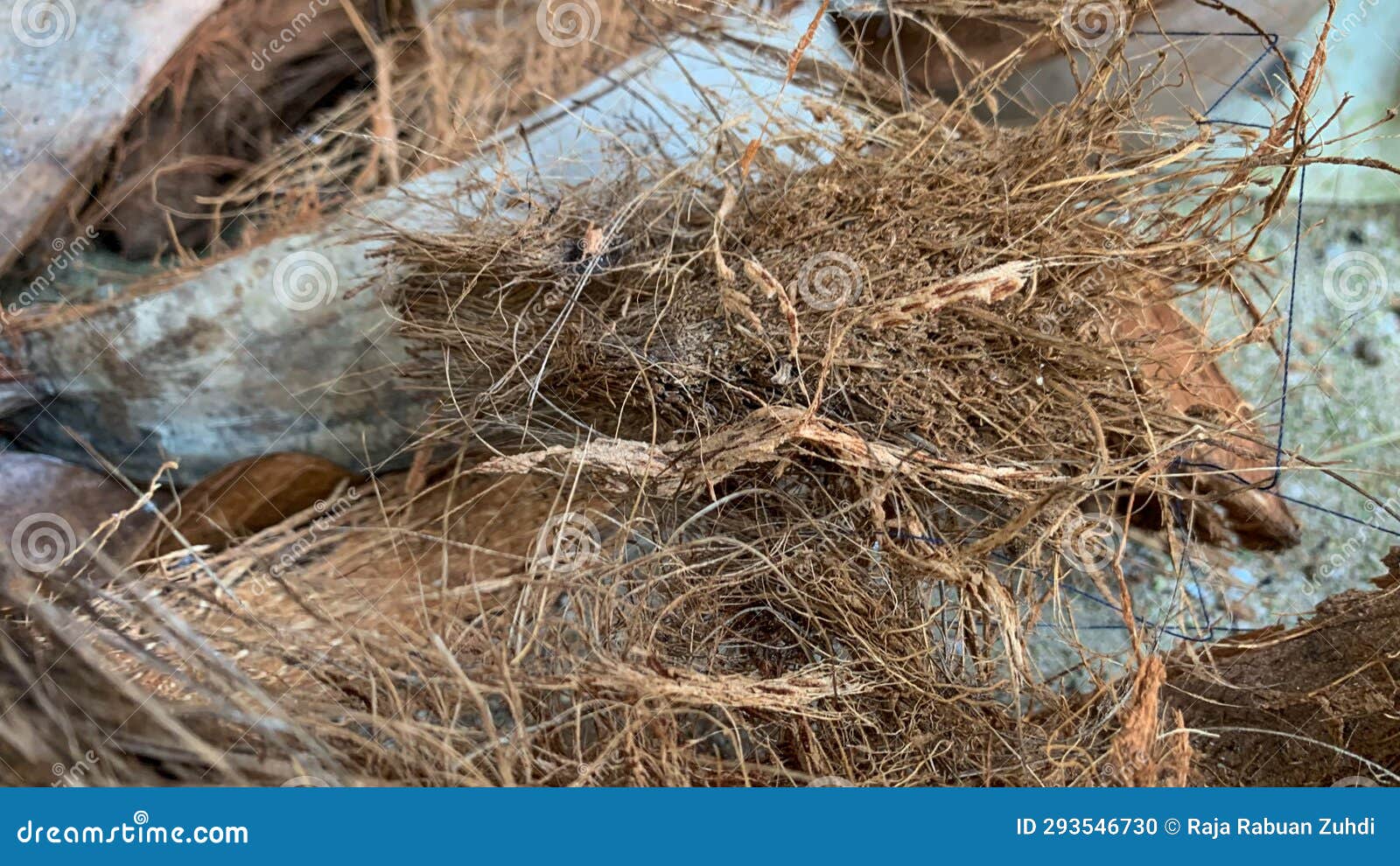 Coconut coir stock photo. Image of ingredient, slice - 293546730