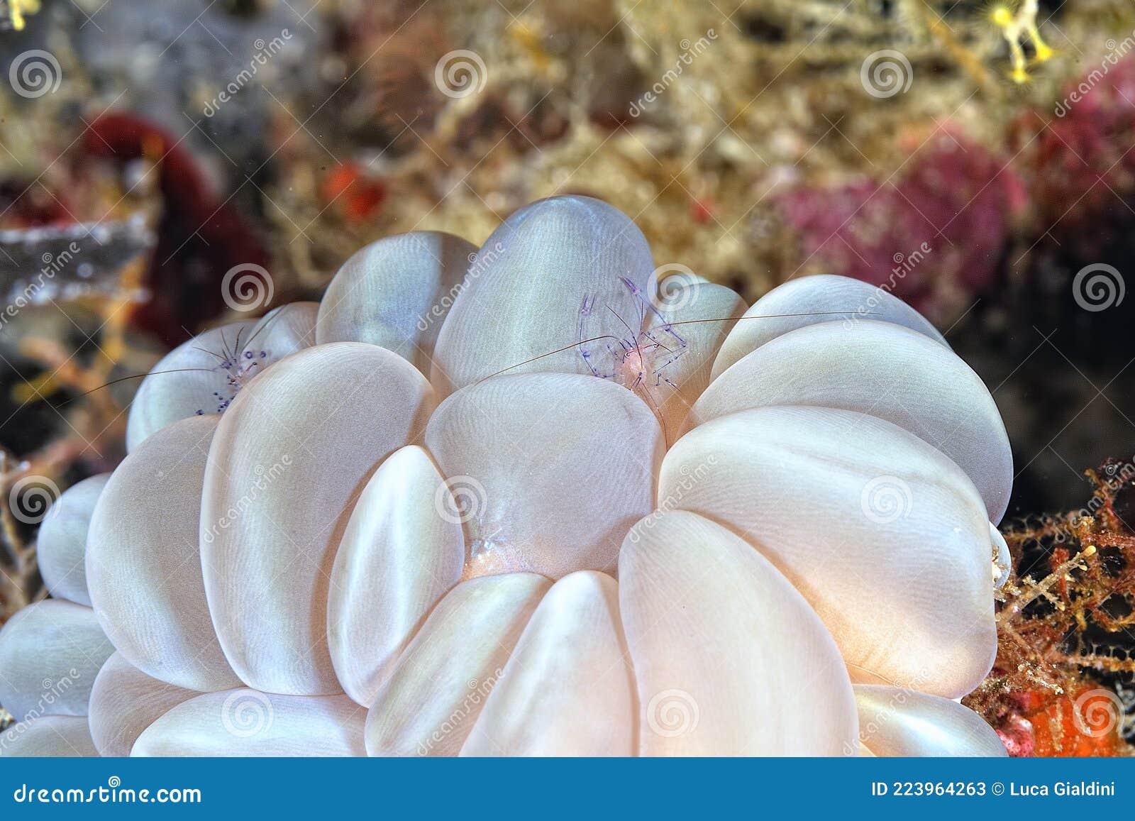 A Picture of a Bubble Coral Shrimp Stock Image - Image of coral ...