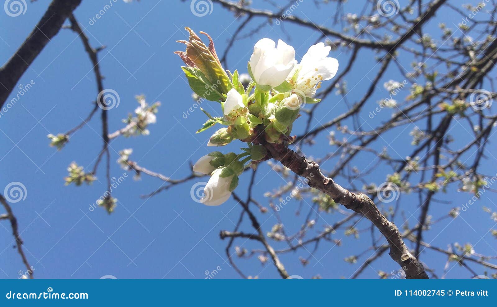 Bud and white flower stock image. Image of white, tree - 114002745