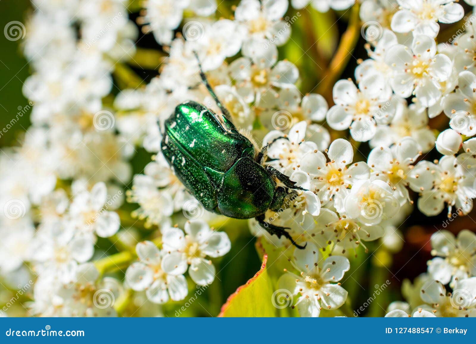 Picture of a Bug Sitting on a Flower Petal Stock Image - Image of flora ...
