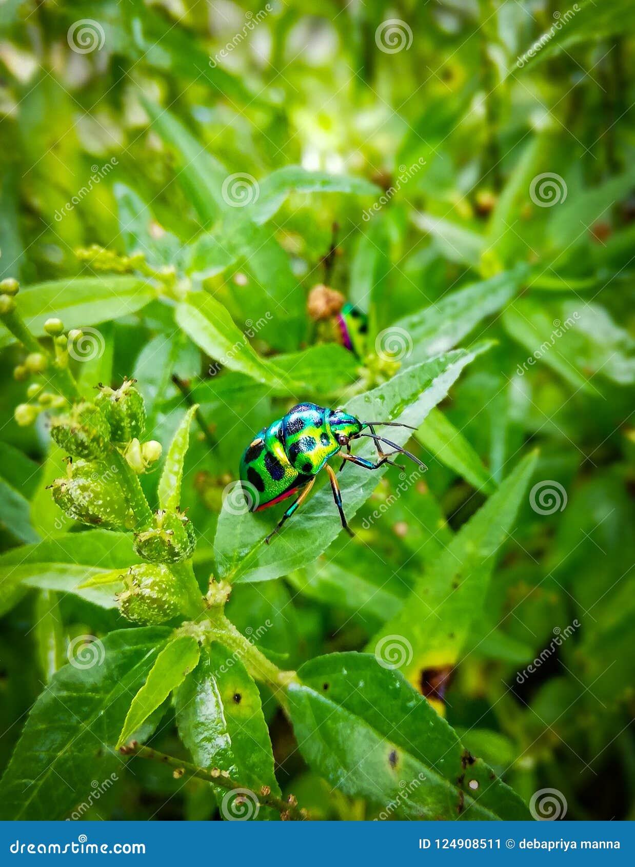 Bug on a leaf stock image. Image of leaf, sitting, green - 124908511