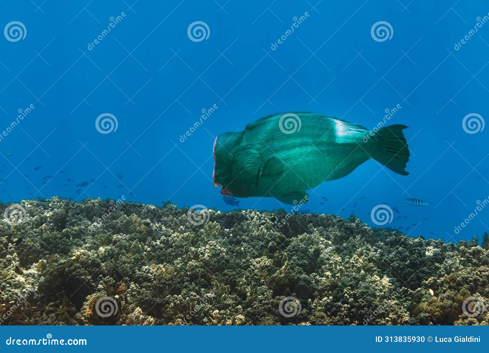 A Picture of a Bump Head Parrot Fish Stock Photo - Image of barrier ...