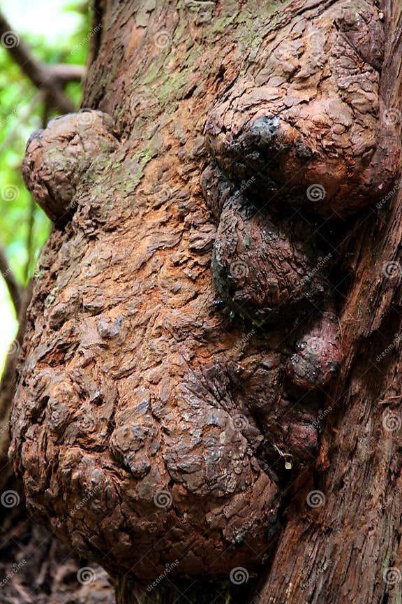 Bumpy tree bark with lumps stock image. Image of bumpy - 133639077