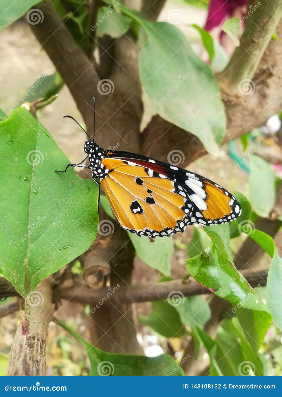 Butterfly on tree stock photo. Image of sitting, white - 143108132