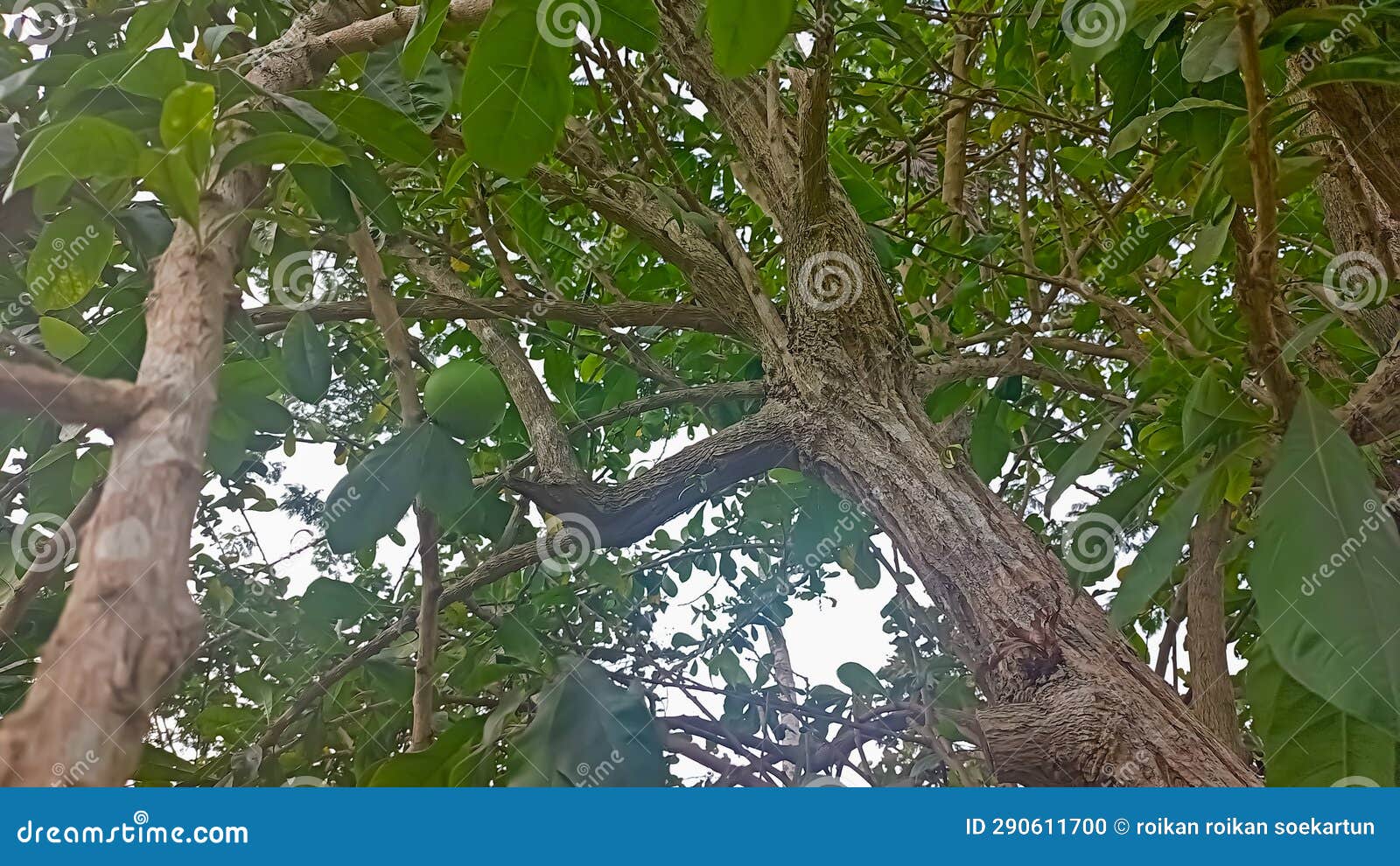 A picture of Calabash tree stock photo. Image of shrub - 290611700